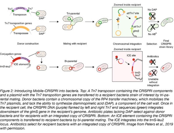 Mobile-CRISPRi: Bringing CRISPRi to Diverse Bacteria